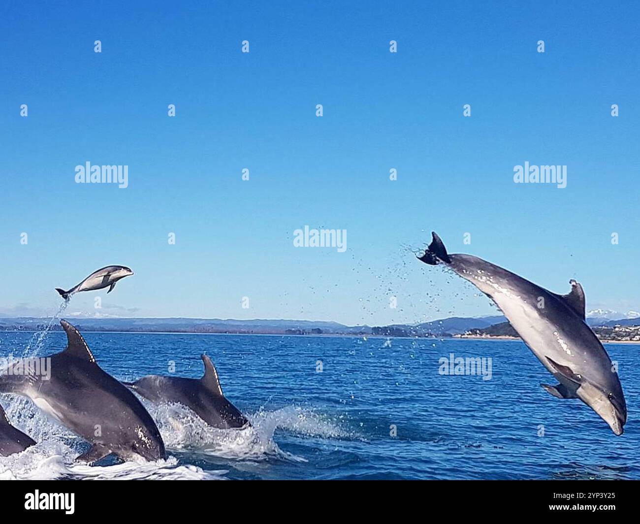 Common Bottlenose Dolphin (Tursiops truncatus Stock Photo - Alamy