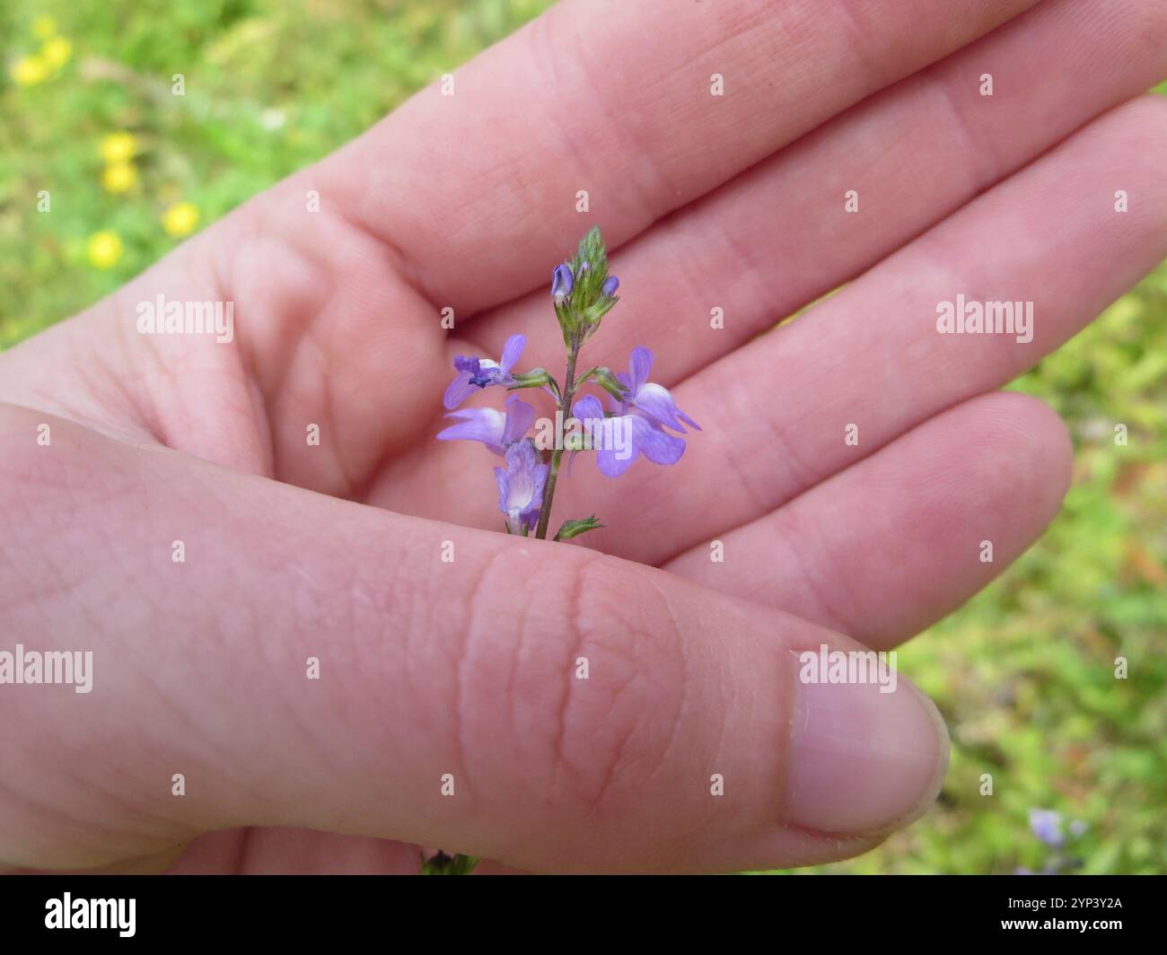 blue toadflax (Nuttallanthus canadensis Stock Photo - Alamy