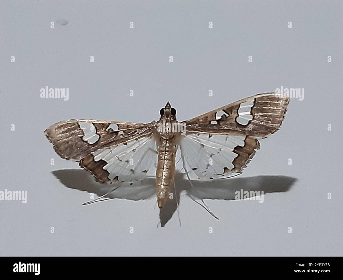 Mung Bean Moth (Maruca vitrata Stock Photo - Alamy