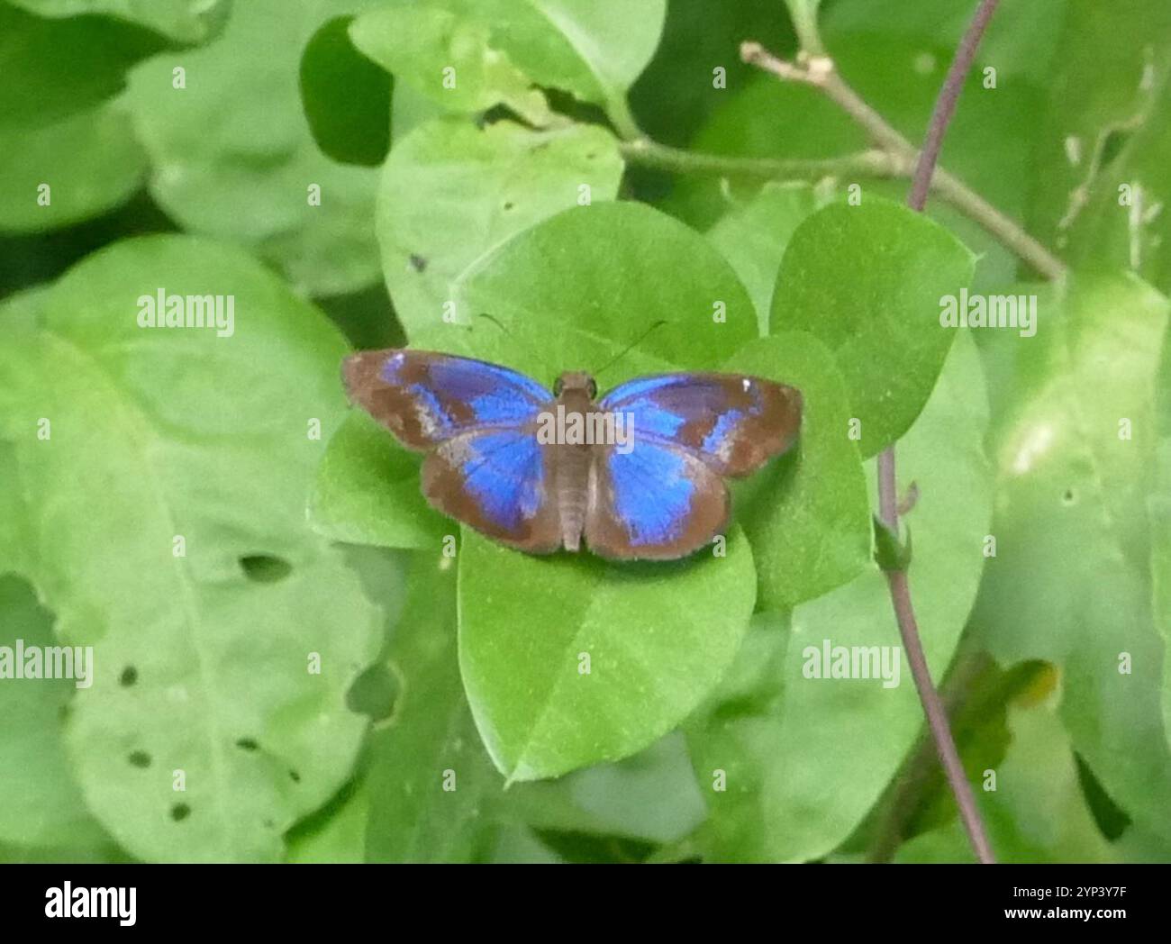 Paches hi-res stock photography and images - Alamy