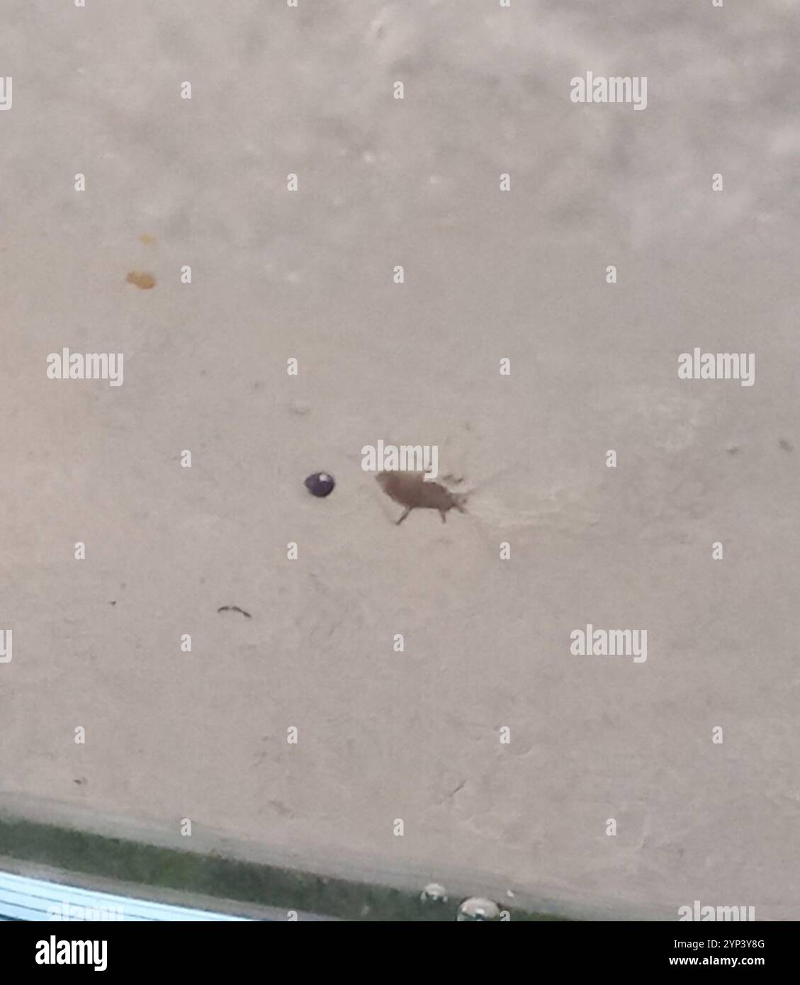 True Bugs (Heteroptera Stock Photo - Alamy