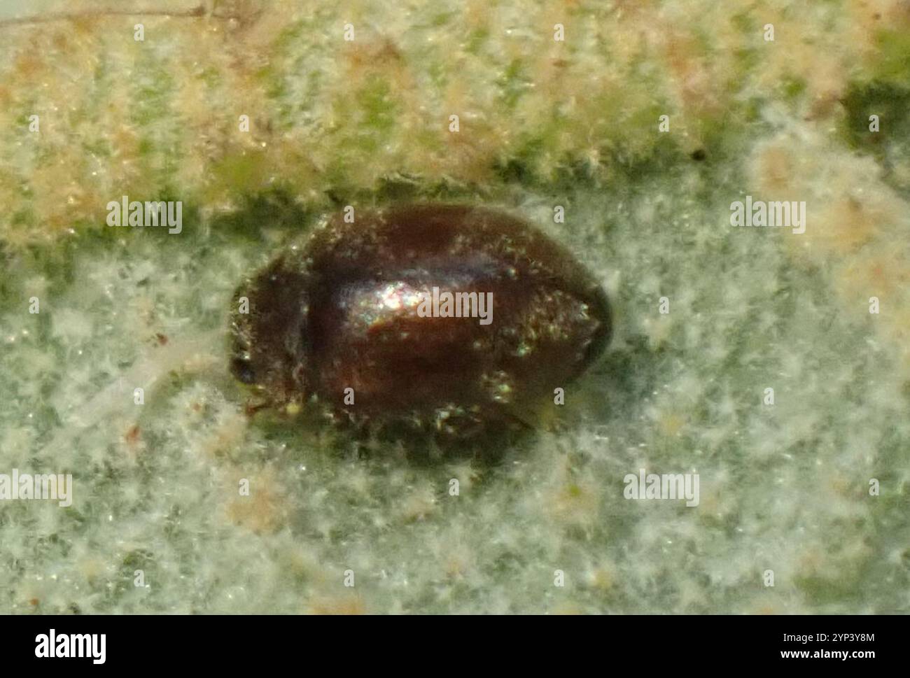 Lady, Fungus, Scavenger, and Bark Beetles (Coccinelloidea Stock Photo ...