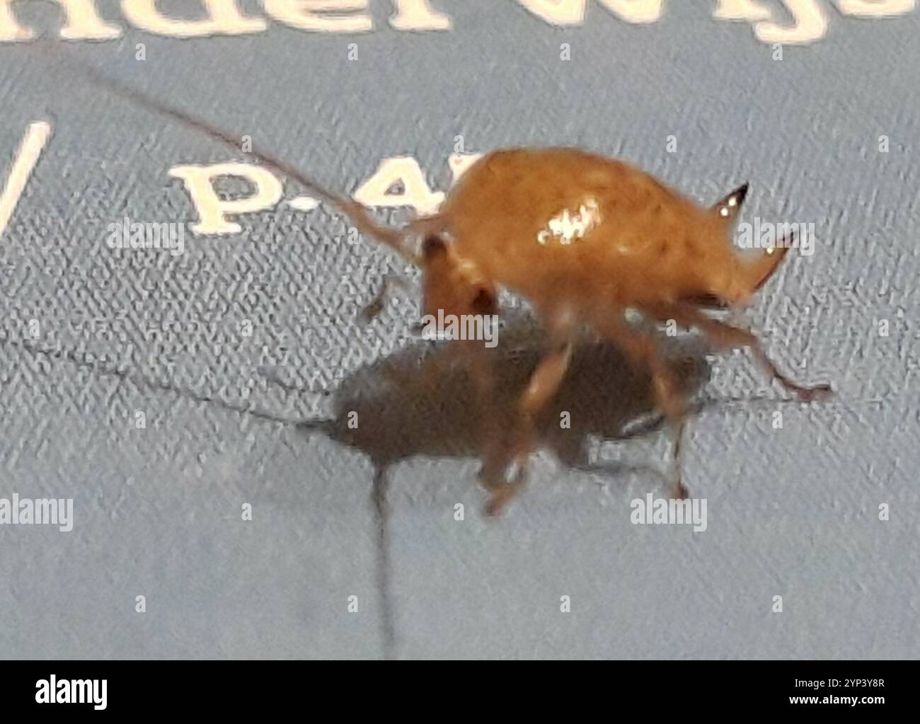 Tawny Cockroach (Ectobius pallidus Stock Photo - Alamy