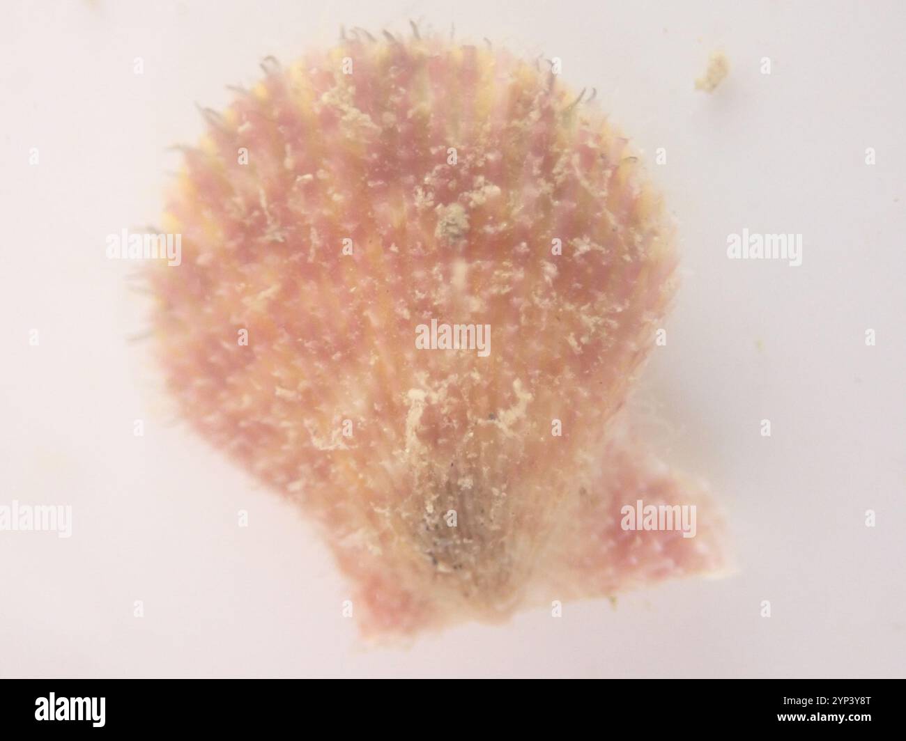 Doughboy Scallop (Mimachlamys asperrima Stock Photo - Alamy