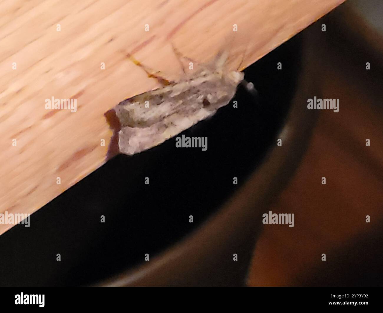 Variegated Cutworm Moth (Peridroma saucia Stock Photo - Alamy
