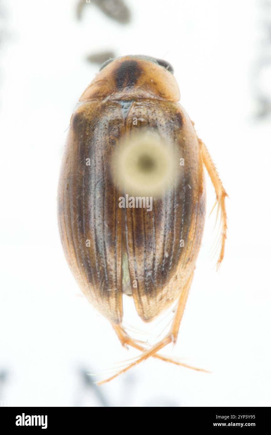 Berosus hi-res stock photography and images - Alamy