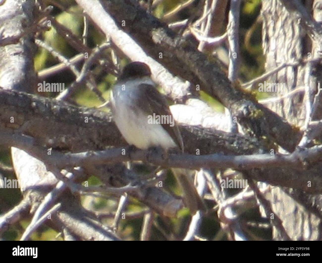 Eastern Phoebe (Sayornis phoebe Stock Photo - Alamy