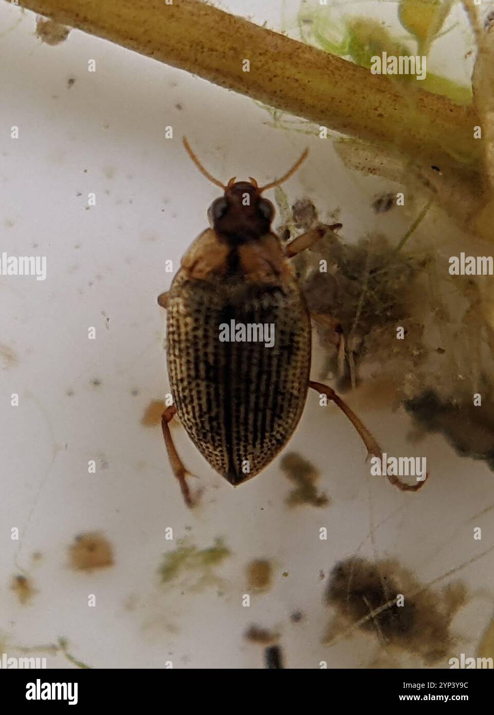 Haliplus lineatocollis hi-res stock photography and images - Alamy