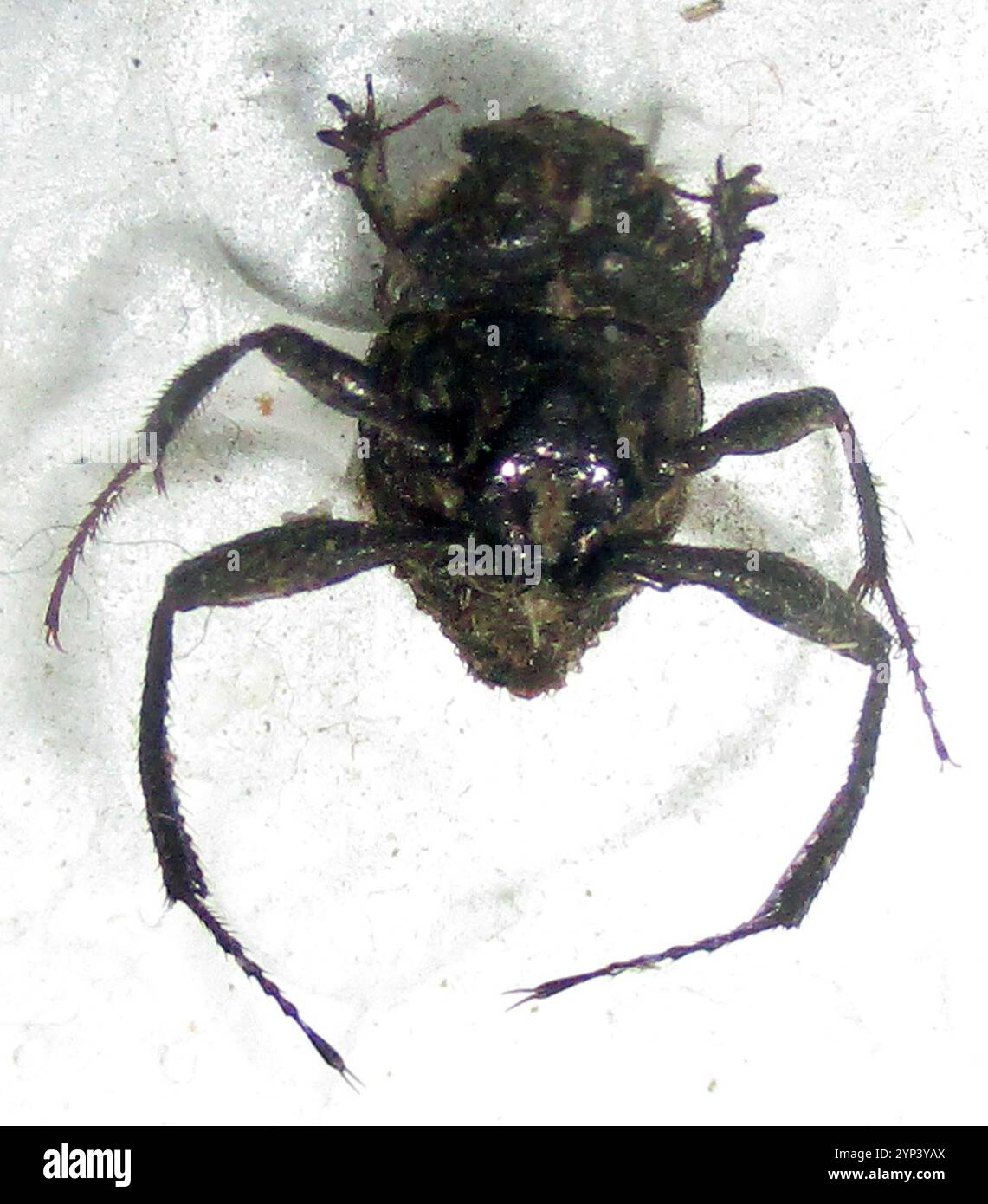 Spider Dung Beetles (Sisyphus Stock Photo - Alamy