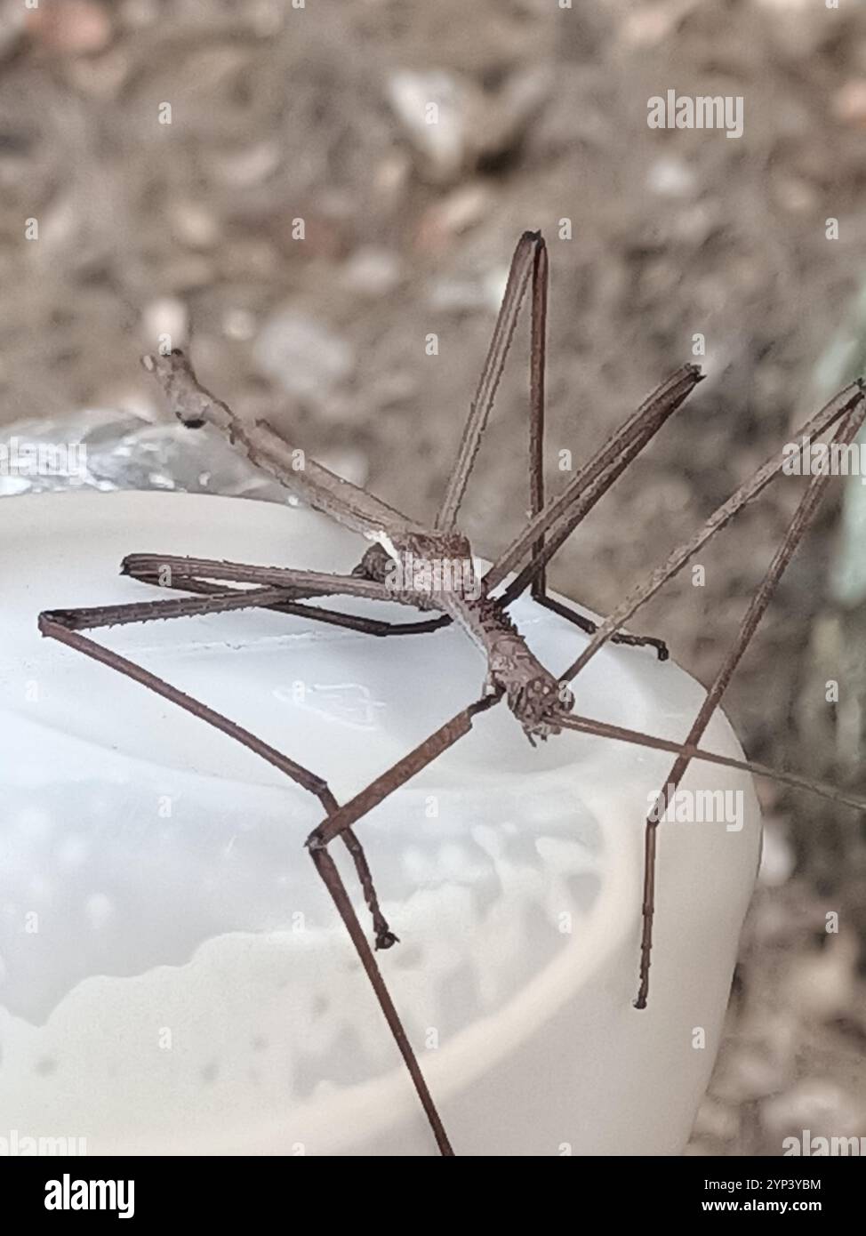 Quick Stick Insect (Acrophylla thoon Stock Photo - Alamy
