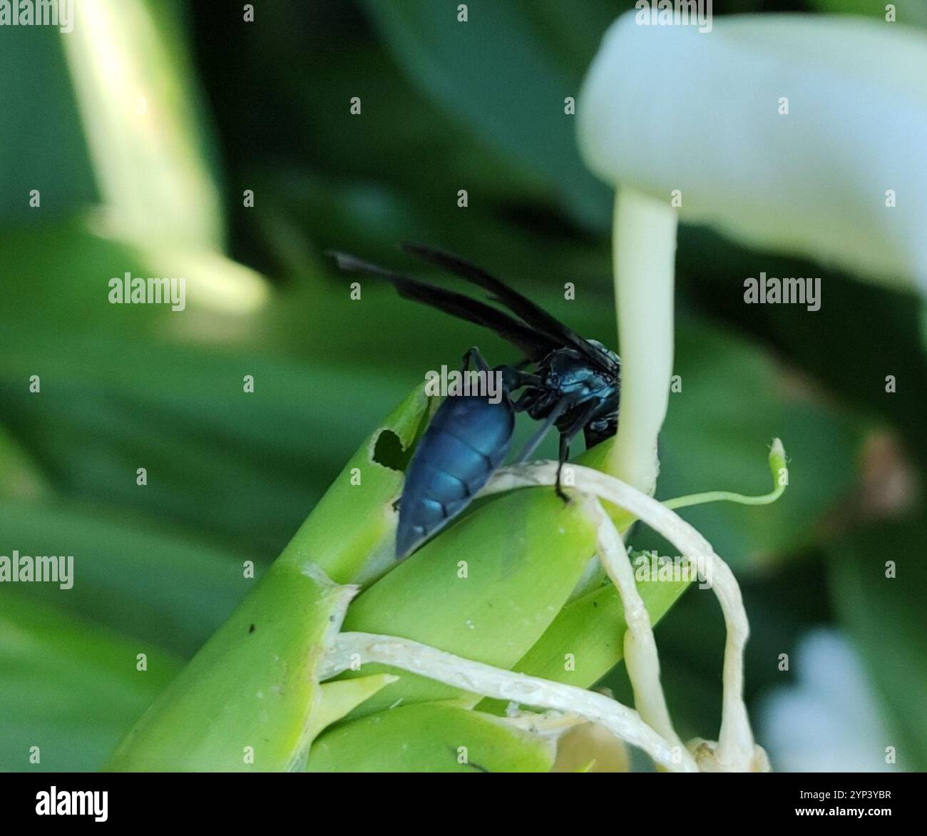 Synoeca cyanea hi-res stock photography and images - Alamy