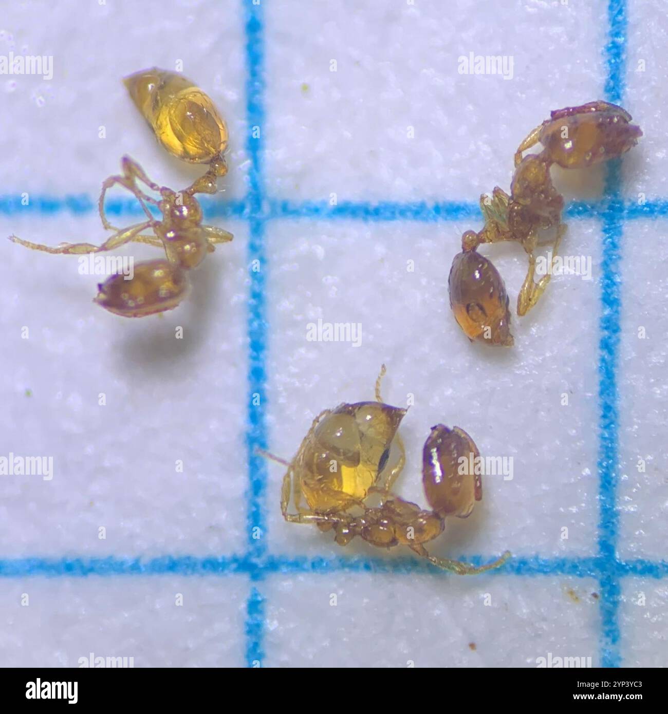 Solenopsis Fire Ants and Thief Ants (Solenopsis Stock Photo - Alamy