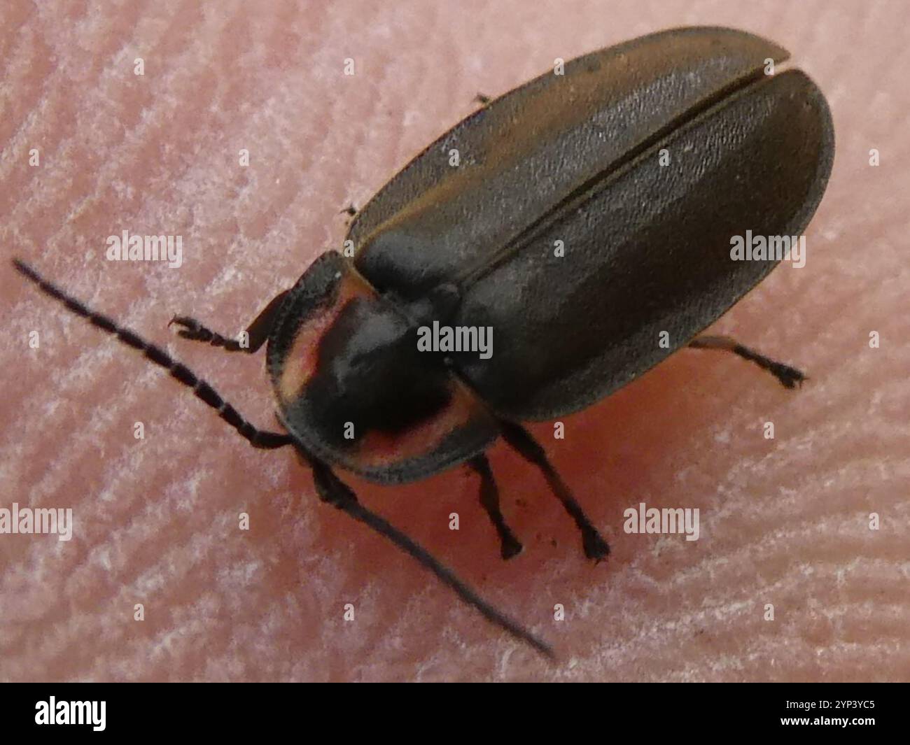 Winter Firefly (Ellychnia corrusca Stock Photo - Alamy