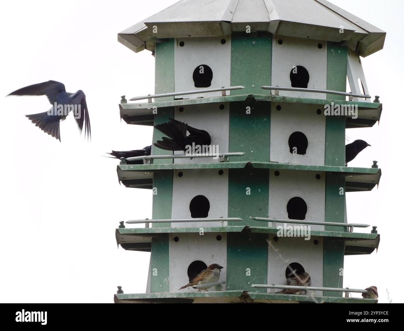 Purple Martin (Progne subis Stock Photo - Alamy