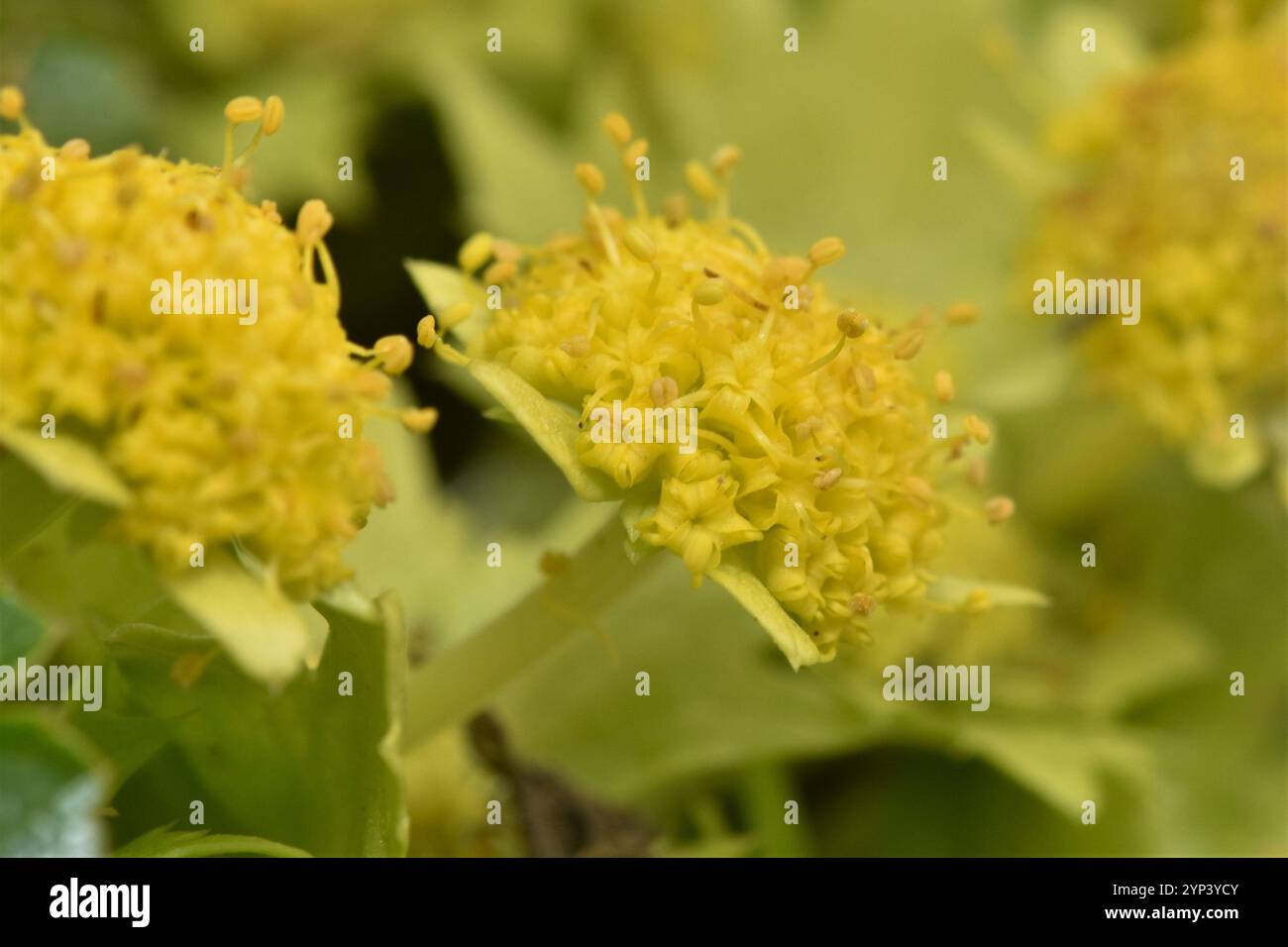 Sanicula arctopoides hi-res stock photography and images - Alamy