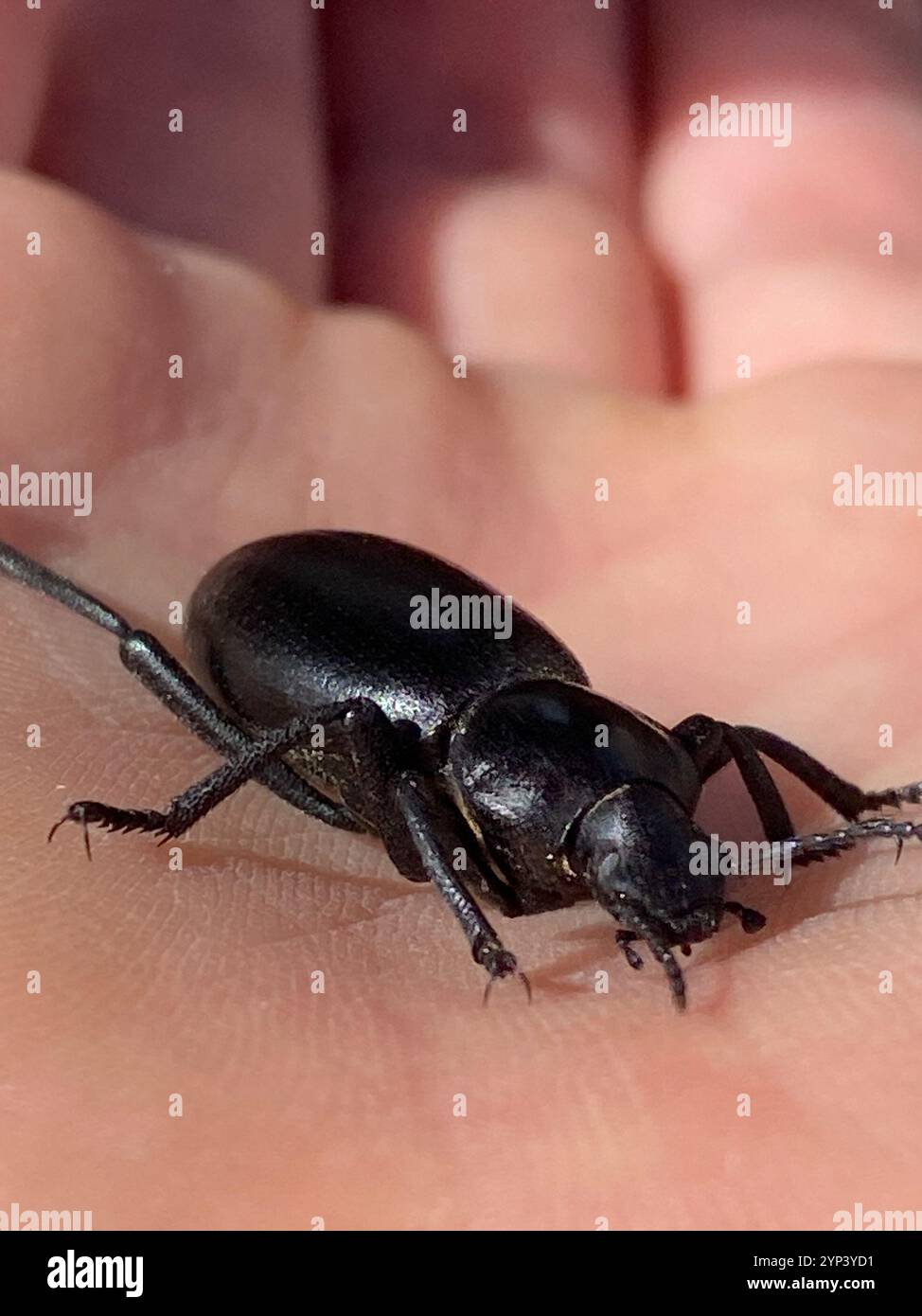 Darkling Beetles (Tenebrionidae Stock Photo - Alamy