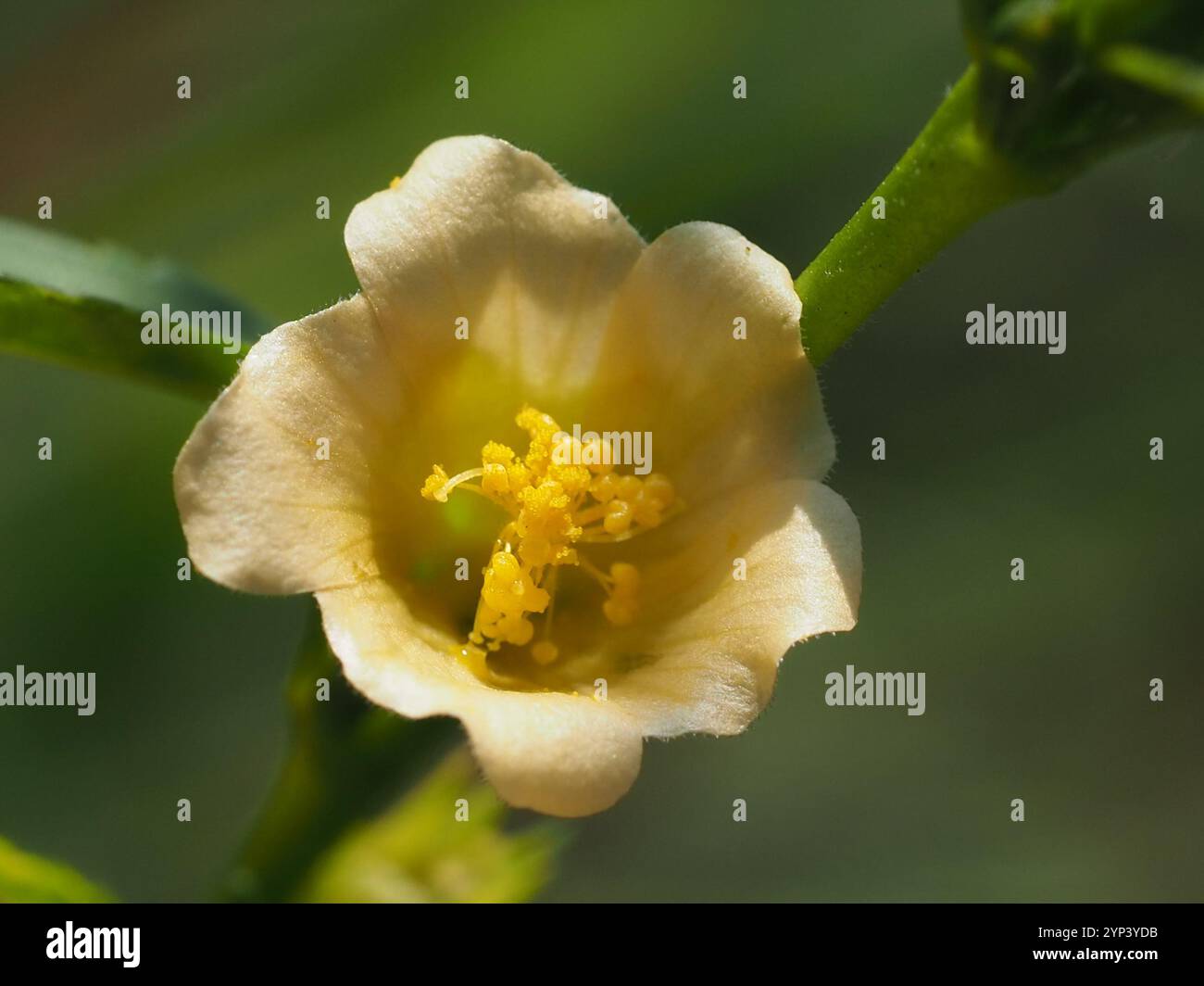 Spinyhead Sida (Sida acuta Stock Photo - Alamy