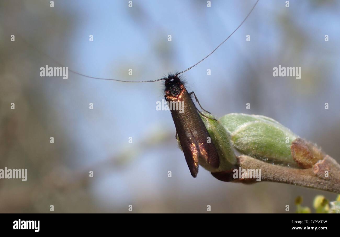 Early Longhorn (Adela cuprella Stock Photo - Alamy