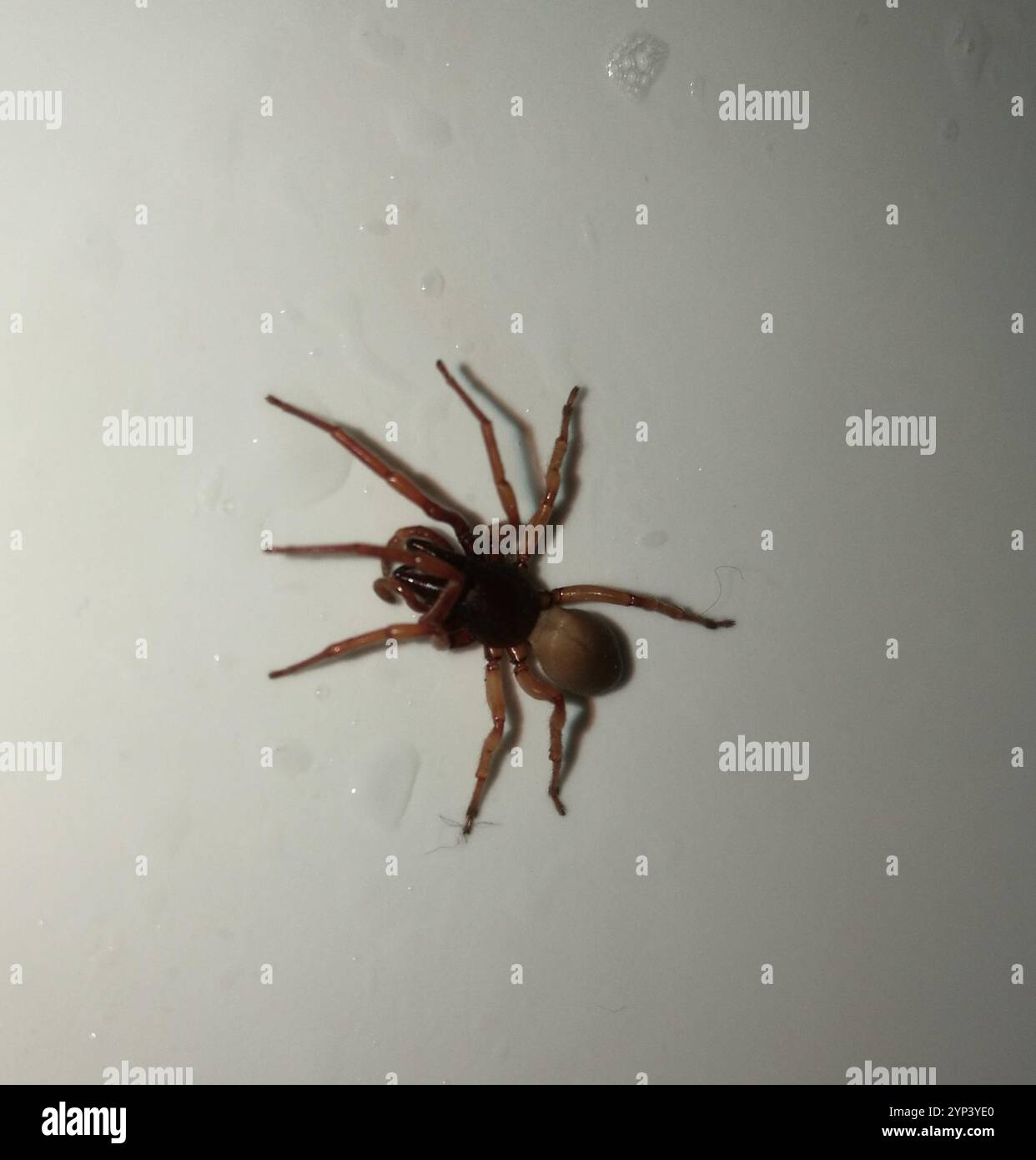 Woodlouse Spider (Dysdera crocata Stock Photo - Alamy