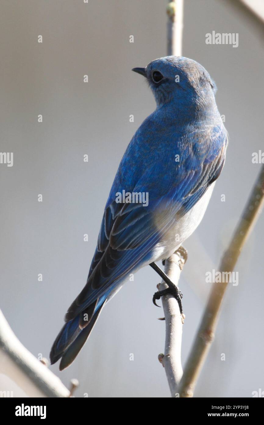 Mountain Bluebird (Sialia currucoides Stock Photo - Alamy