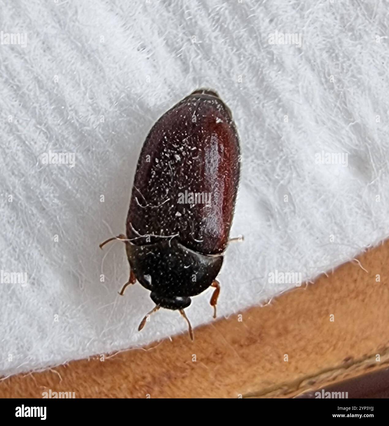 Attagenus hi-res stock photography and images - Alamy