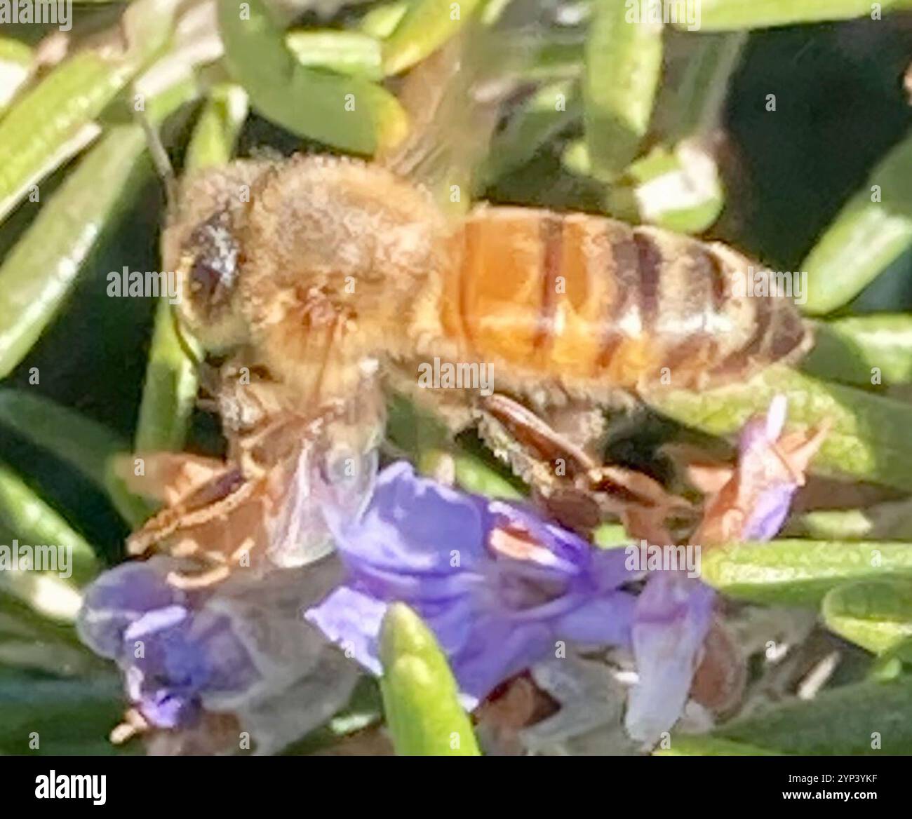 Western Honey Bee (Apis mellifera Stock Photo - Alamy