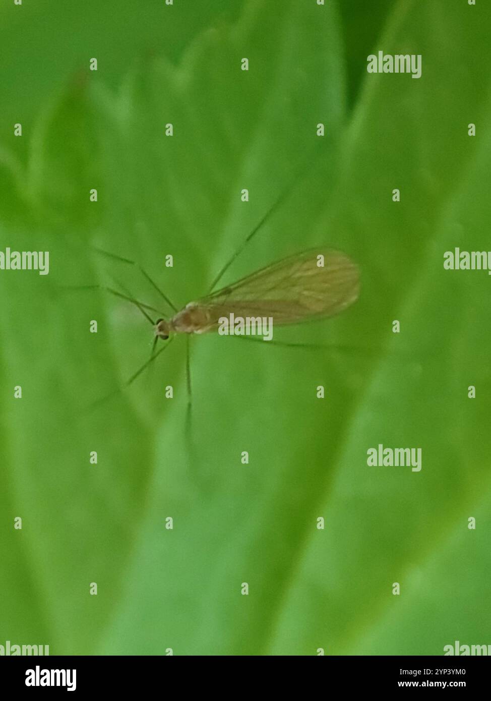 Trichocera hi-res stock photography and images - Alamy