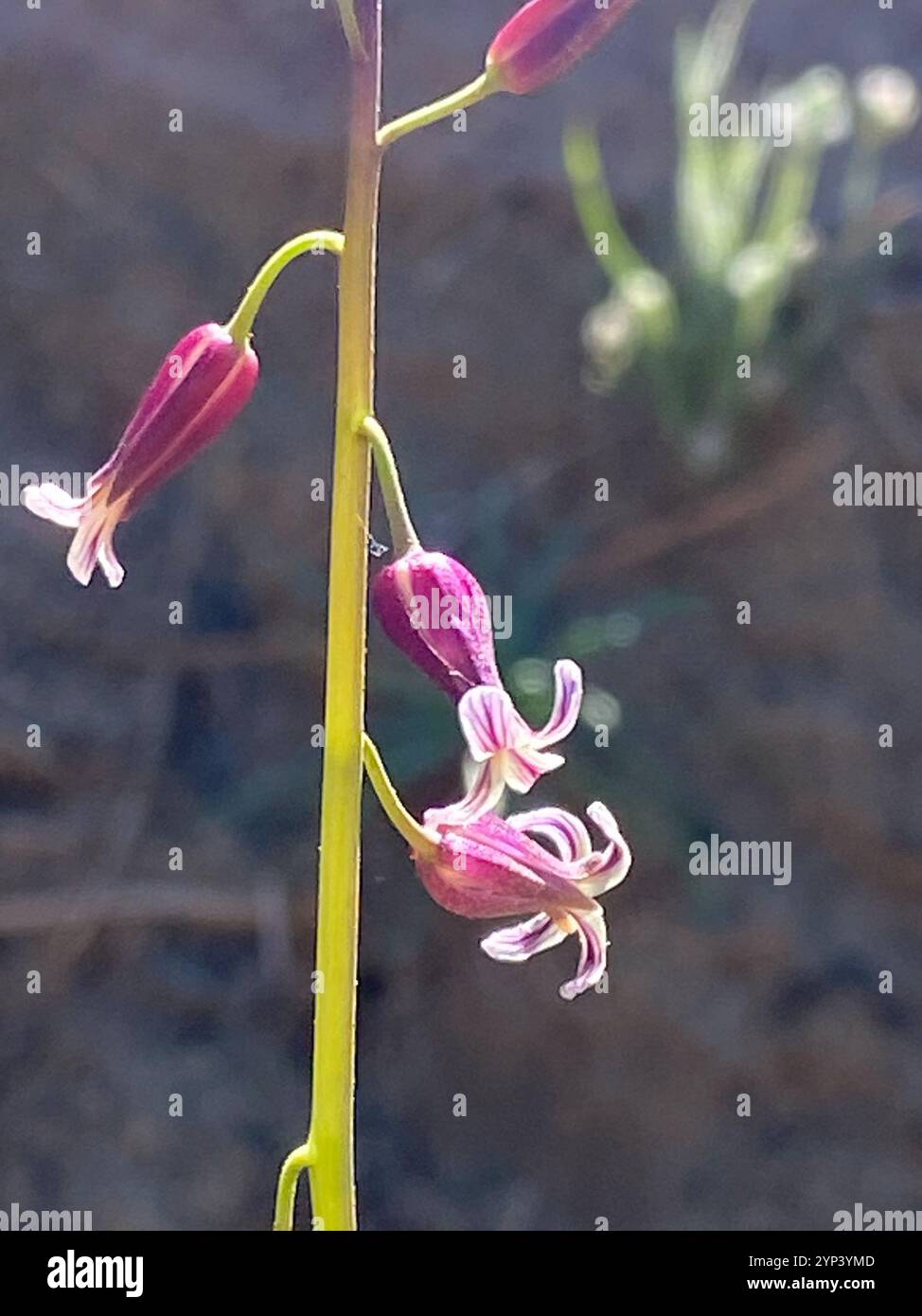 San Diego Wild Cabbage (Caulanthus heterophyllus Stock Photo - Alamy