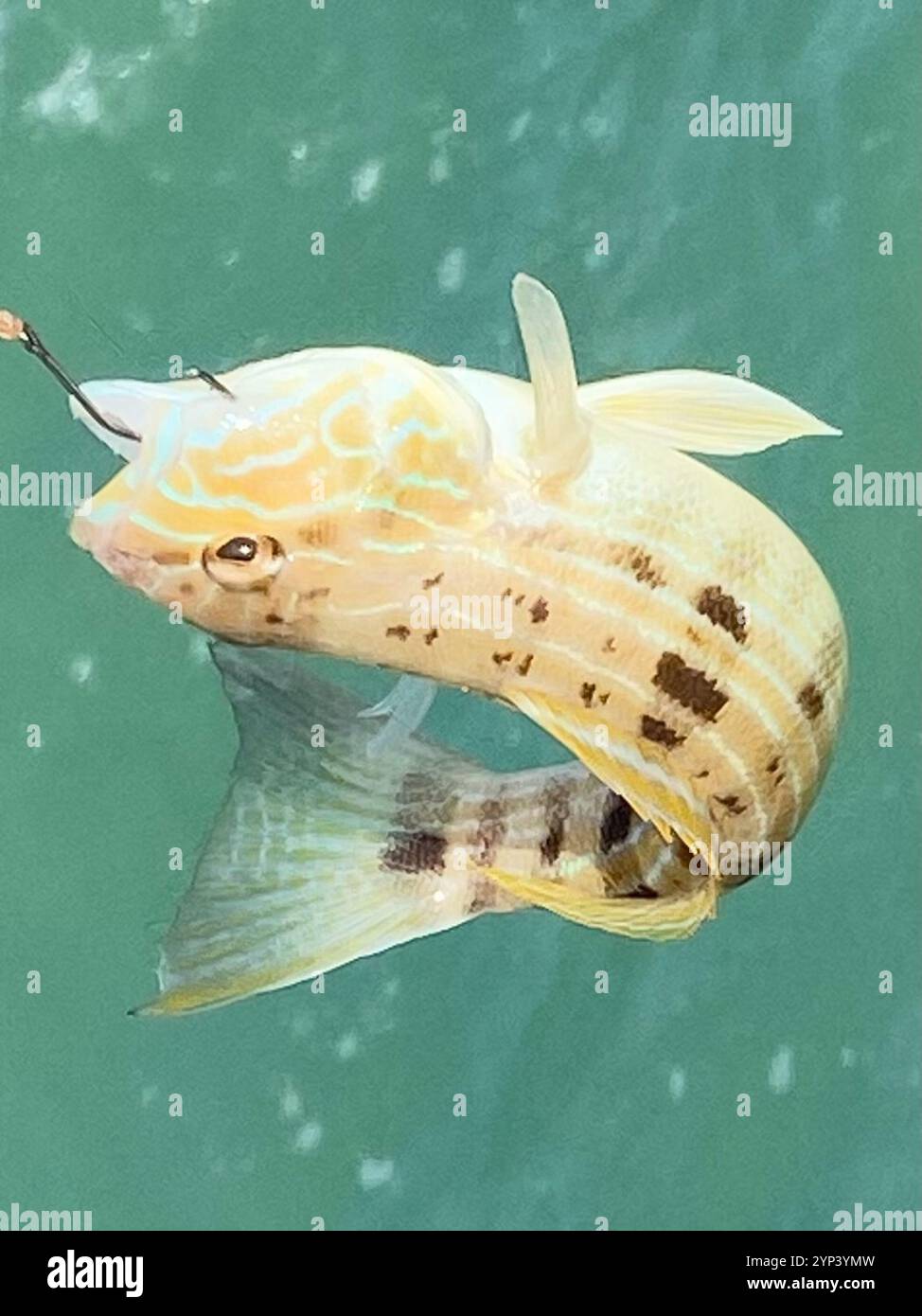 Sand Perch (Diplectrum formosum Stock Photo - Alamy