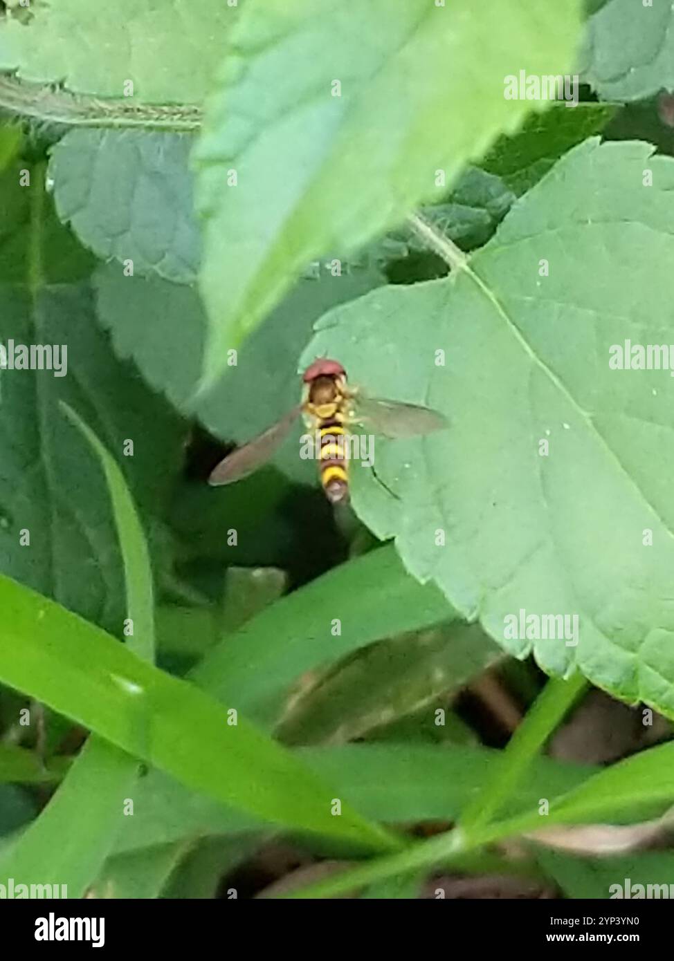Diamond Spottail (Fazia micrura Stock Photo - Alamy