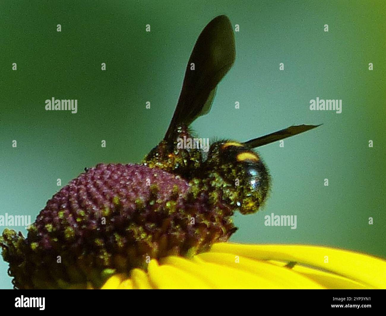 Noble Scoliid Wasp (Scolia nobilitata Stock Photo - Alamy