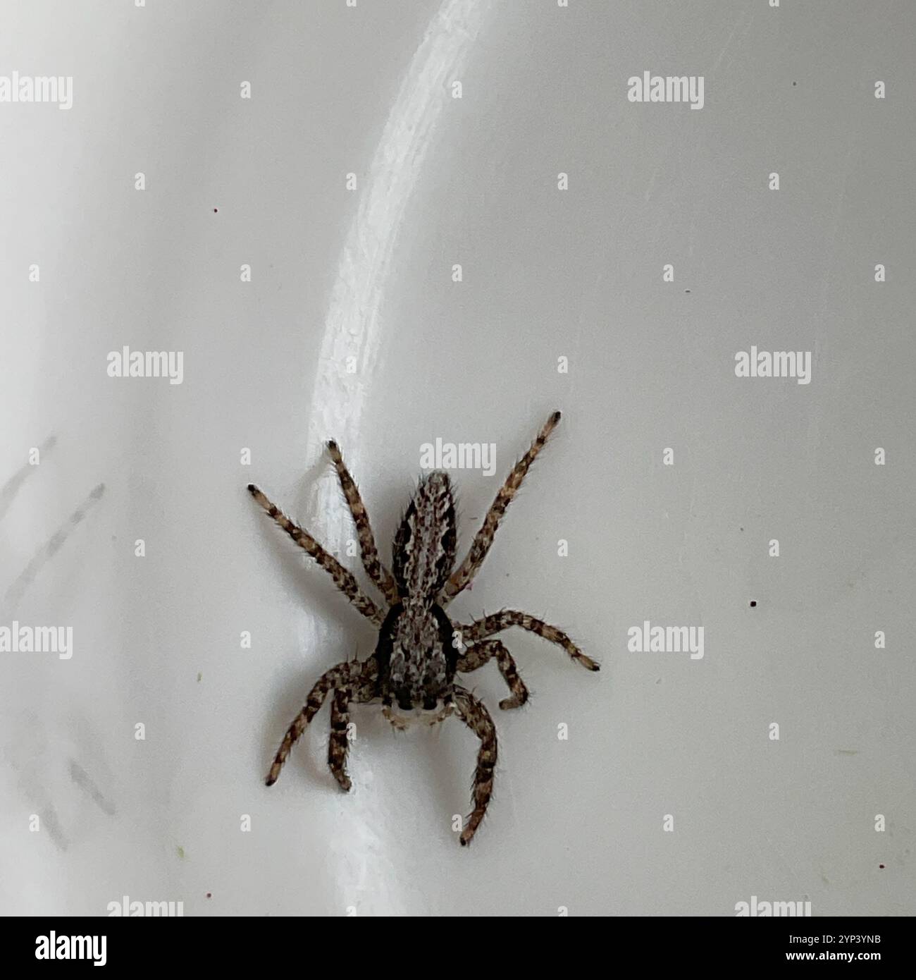 California Flattened Jumping Spider (Platycryptus californicus Stock ...