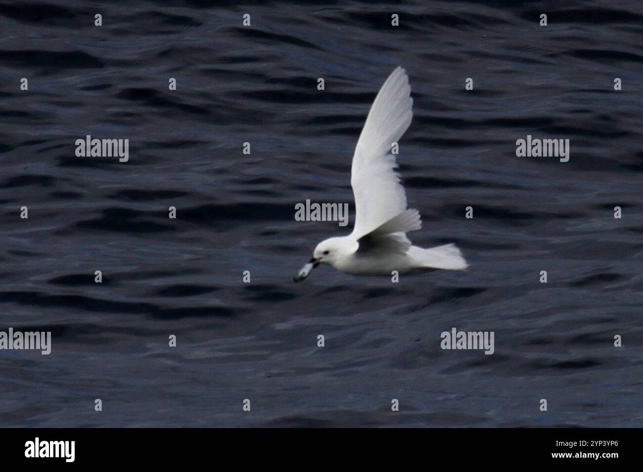 Snow Petrel (Pagodroma nivea Stock Photo - Alamy