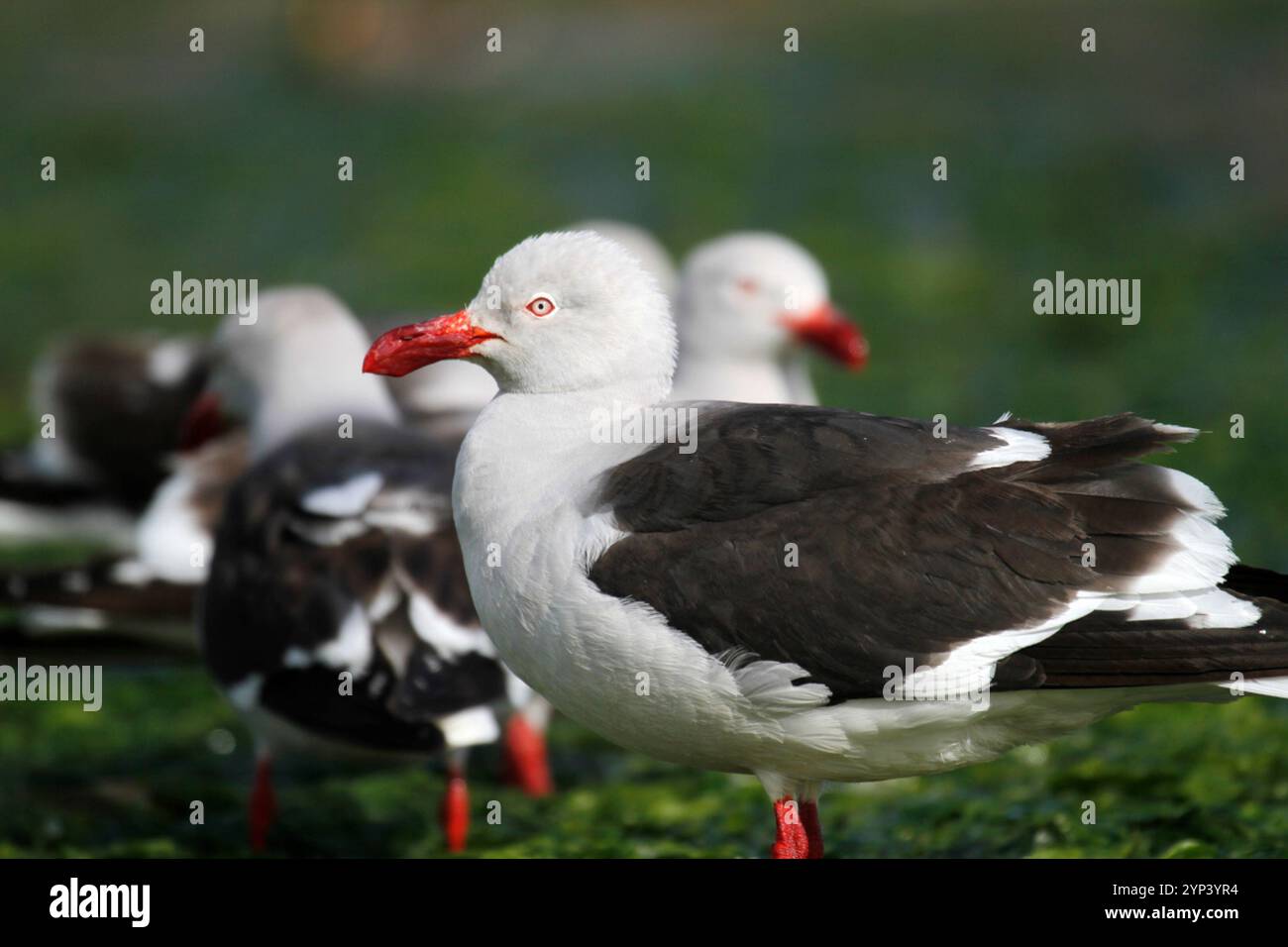 Dolphin Gull (Leucophaeus scoresbii Stock Photo - Alamy