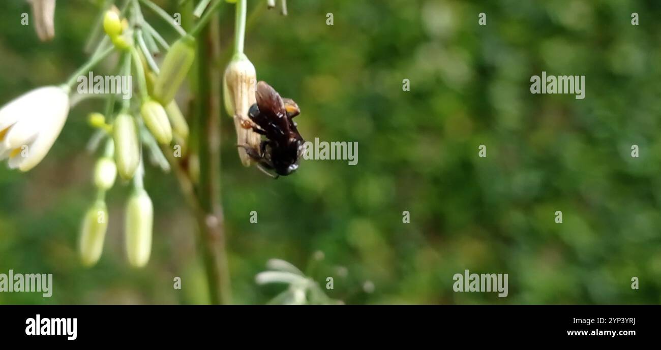 Spiny-legged Stingless bee (Trigona spinipes Stock Photo - Alamy