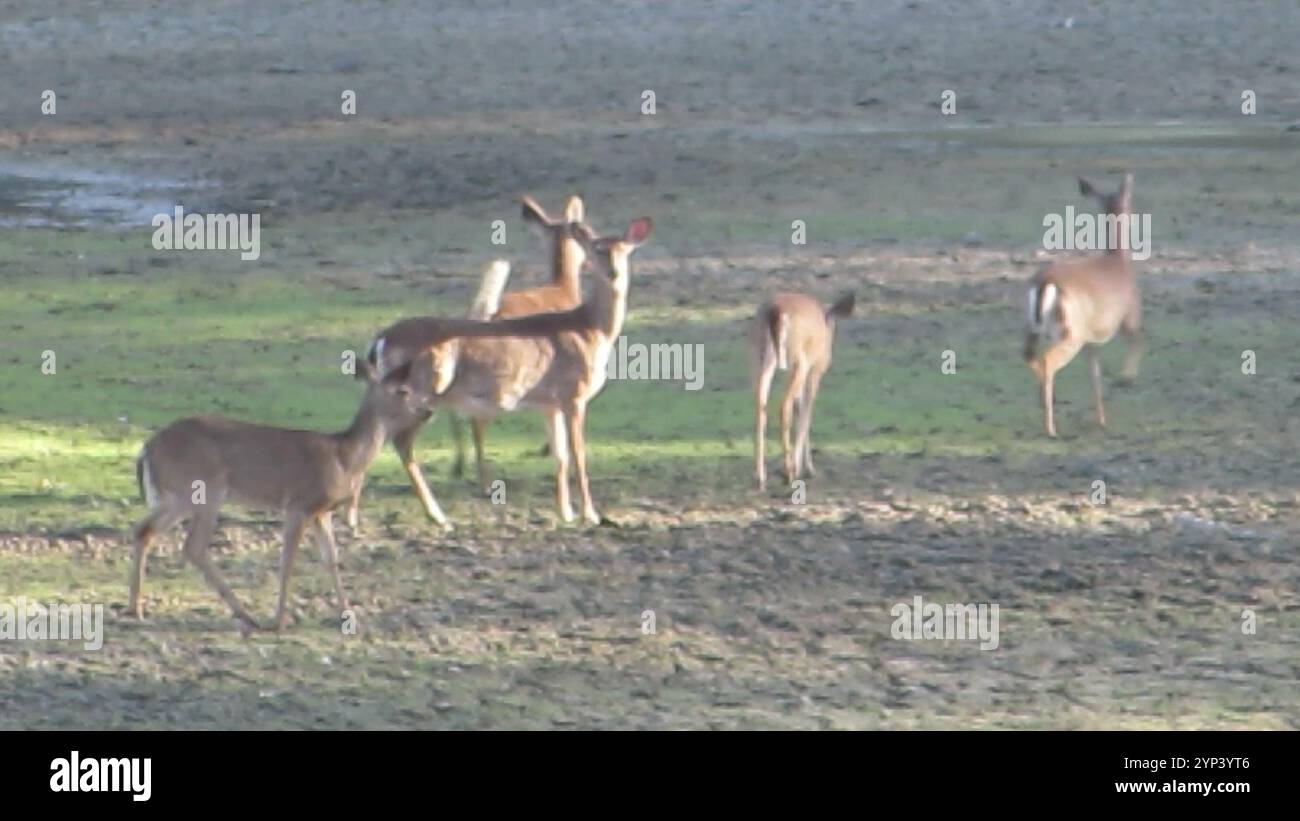 White-tailed Deer (Odocoileus virginianus Stock Photo - Alamy