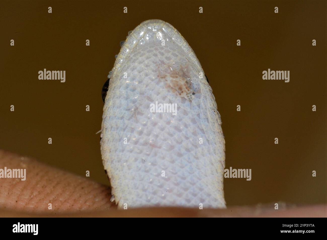 Mojanga Fish-scale Gecko (Geckolepis polylepis Stock Photo - Alamy