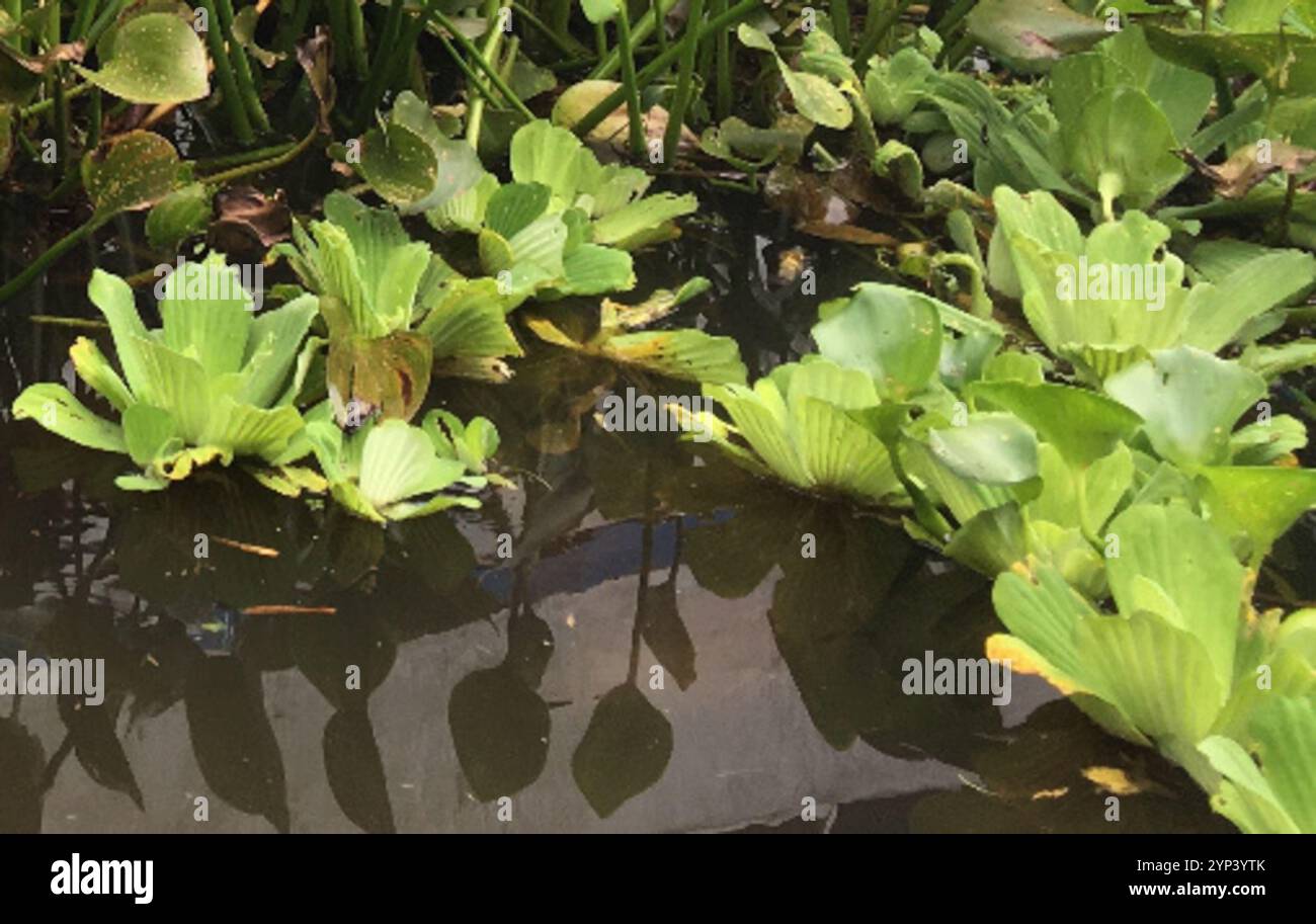 water lettuce (Pistia stratiotes Stock Photo - Alamy