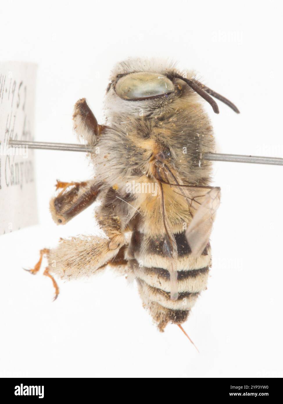Urbane Digger Bee (Anthophora urbana Stock Photo - Alamy