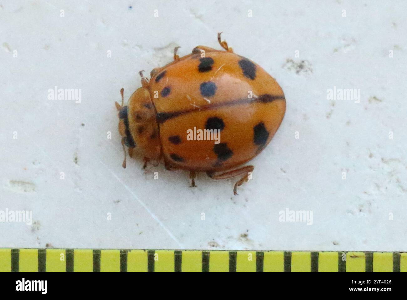 Maculate Ladybird (Harmonia octomaculata Stock Photo - Alamy