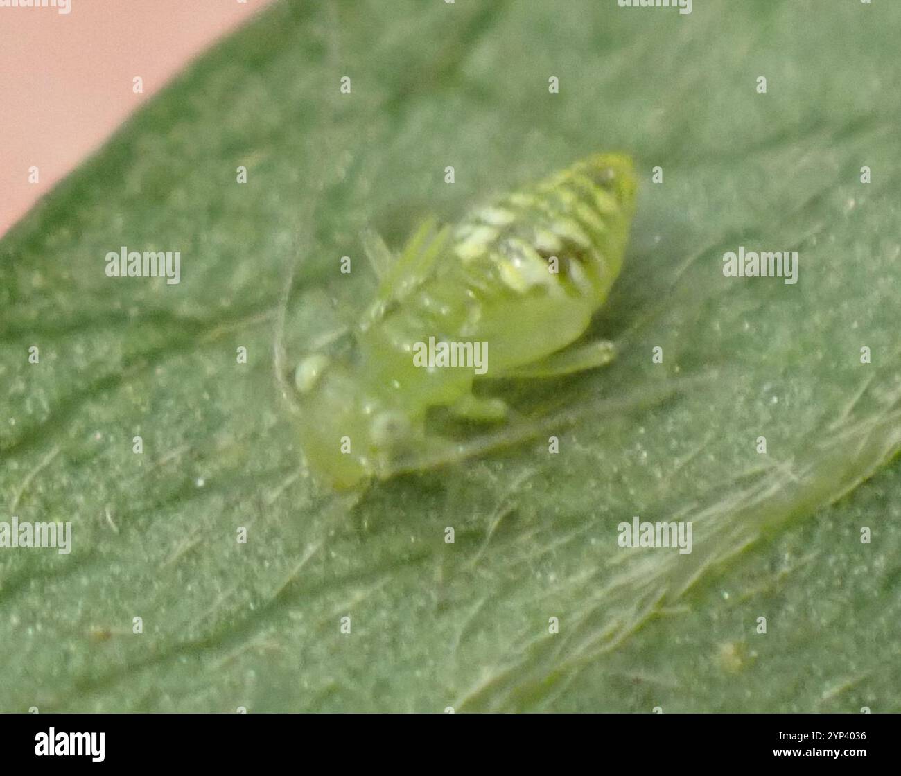Barklice, Booklice, and Parasitic Lice (Psocodea Stock Photo - Alamy