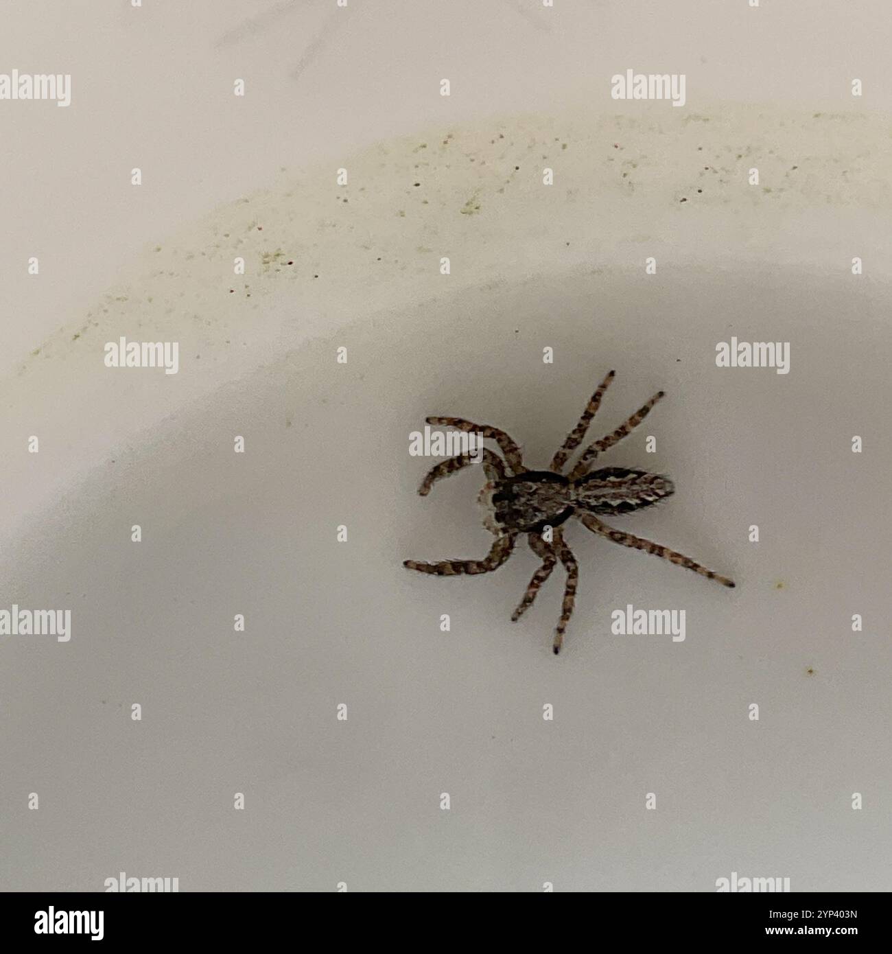 California Flattened Jumping Spider (Platycryptus californicus Stock ...