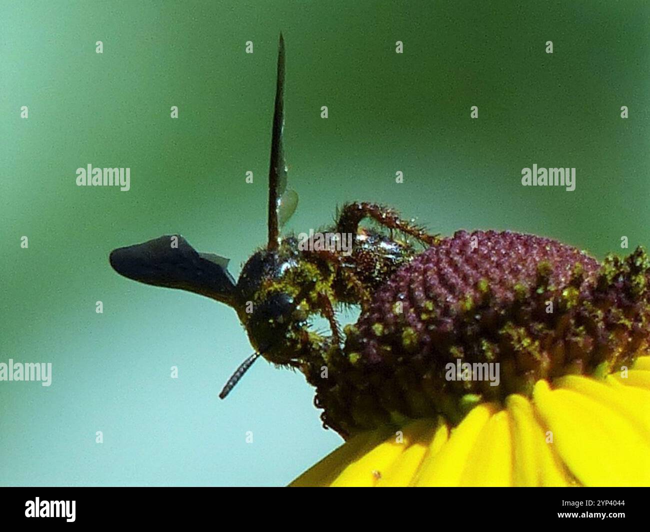 Noble Scoliid Wasp (Scolia nobilitata Stock Photo - Alamy