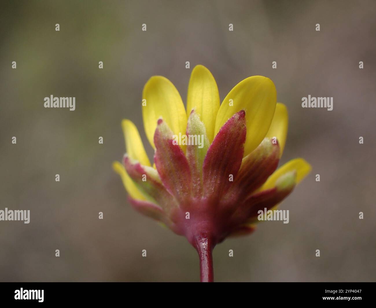 spring gold (Crocidium multicaule Stock Photo - Alamy