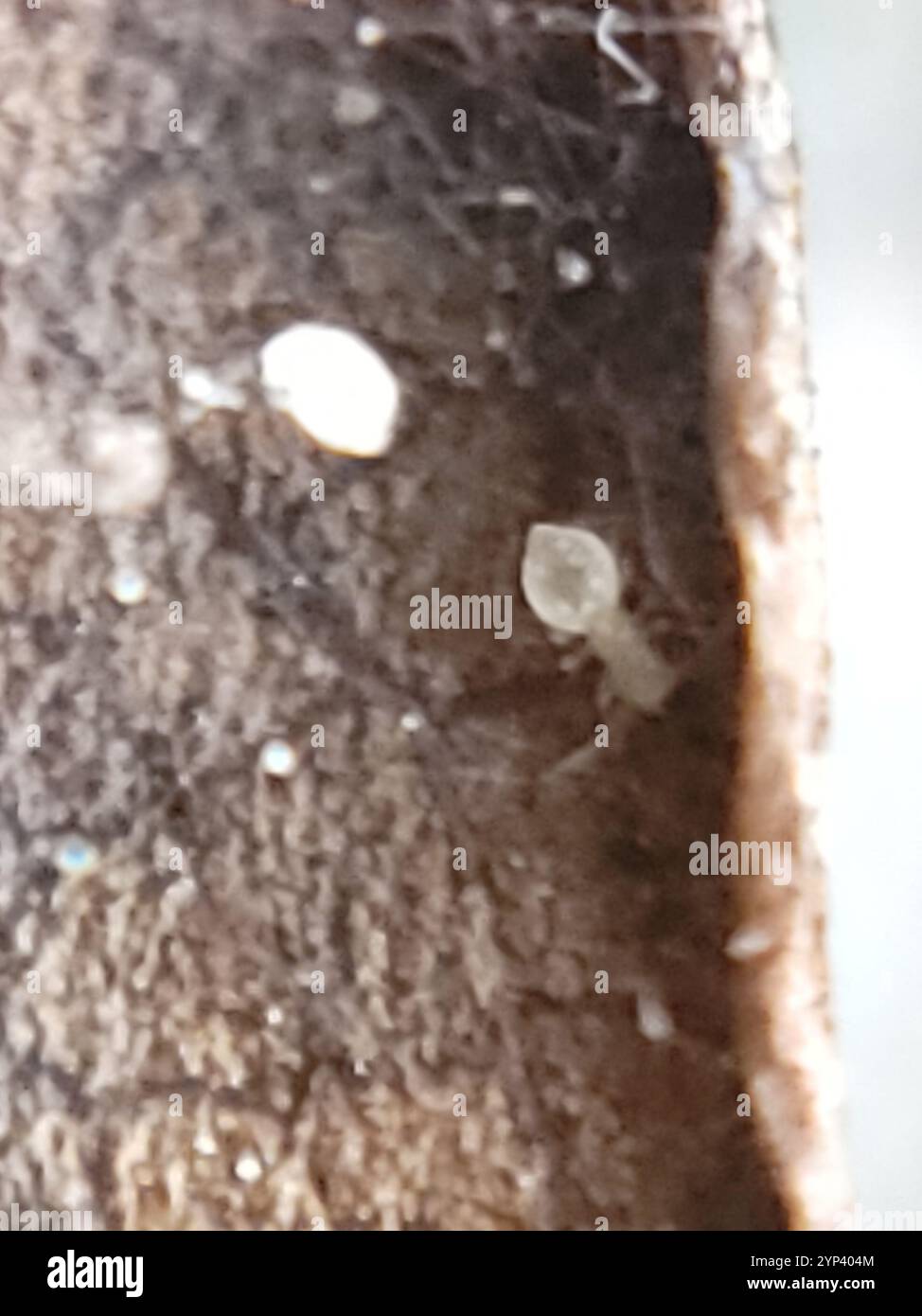 Barklice, Booklice, and Parasitic Lice (Psocodea Stock Photo - Alamy