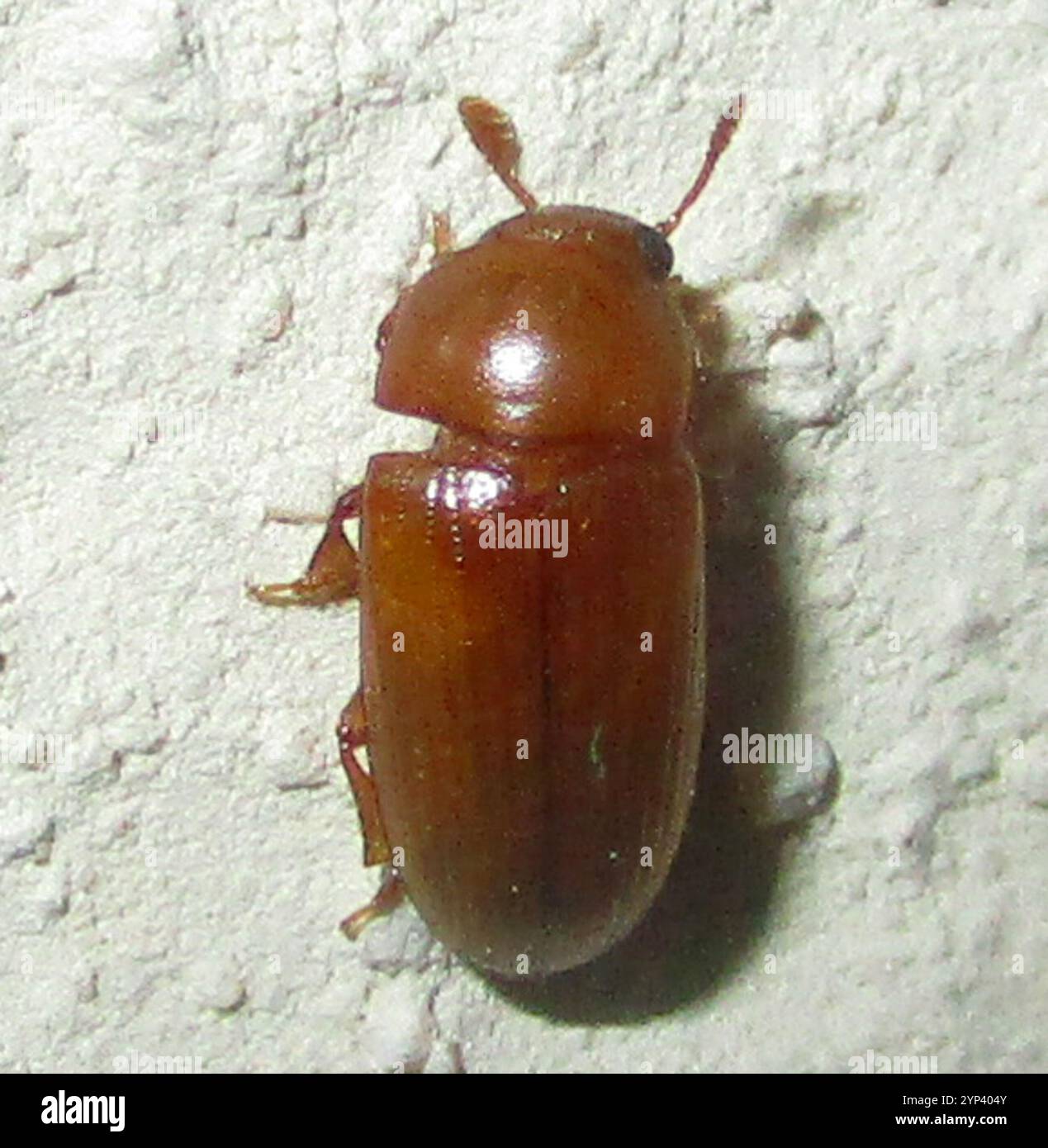 Pleasing Fungus Beetles (Erotylidae Stock Photo - Alamy