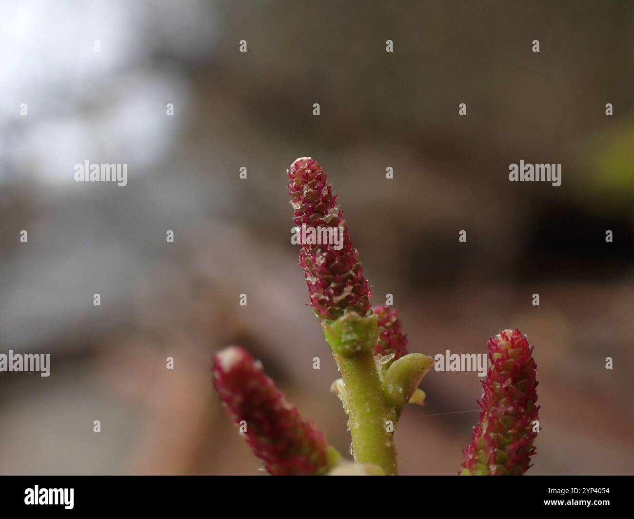 Red Alder (Alnus rubra Stock Photo - Alamy