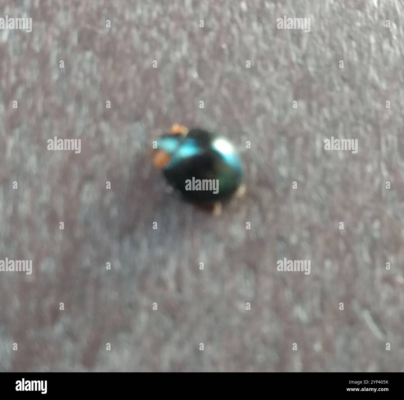 Metallic Blue Lady Beetle (Curinus coeruleus Stock Photo - Alamy