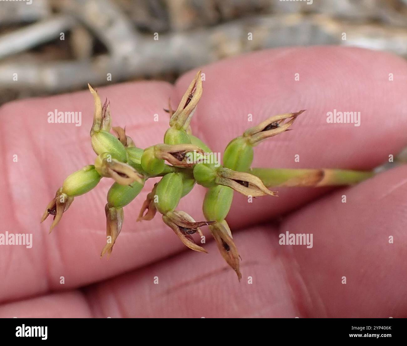 Genoplesium hi-res stock photography and images - Alamy