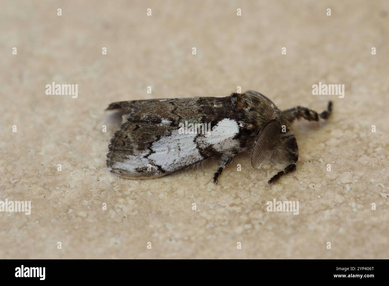 Mendosa hi-res stock photography and images - Alamy